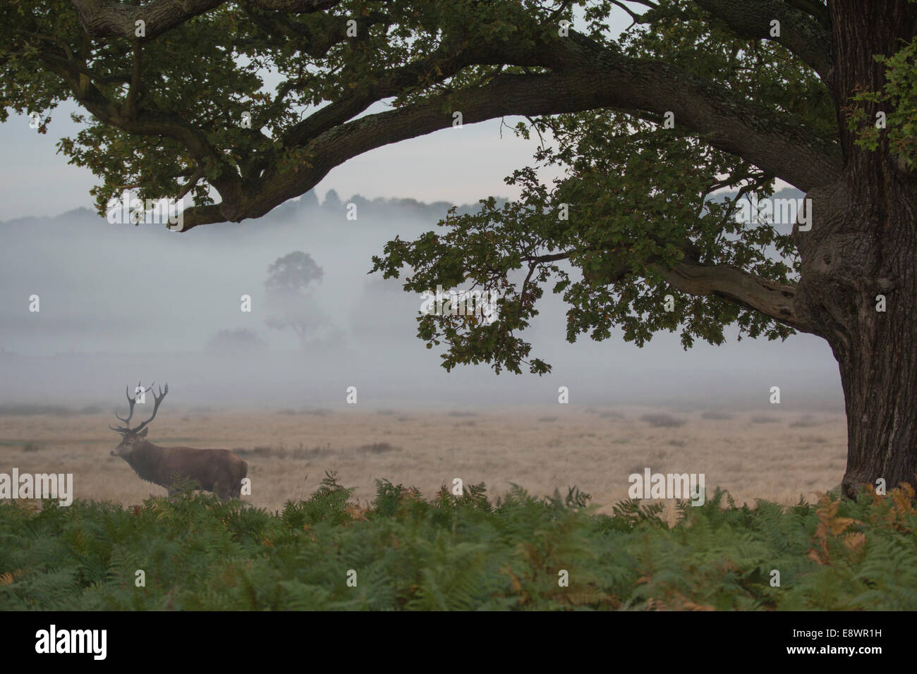 Red mist hi-res stock photography and images - Alamy