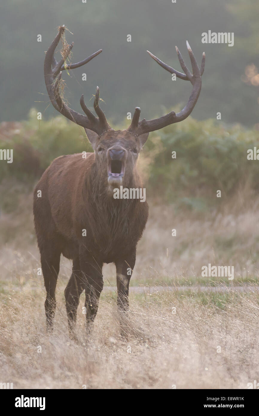 Red stag barking in the early morning autumn mist Stock Photo - Alamy