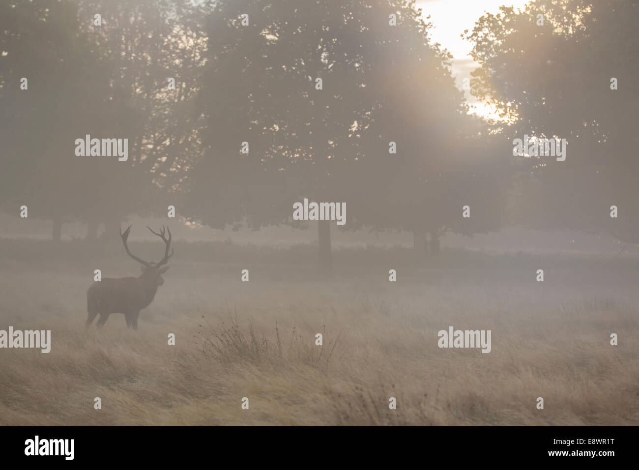 Red mist hi-res stock photography and images - Alamy