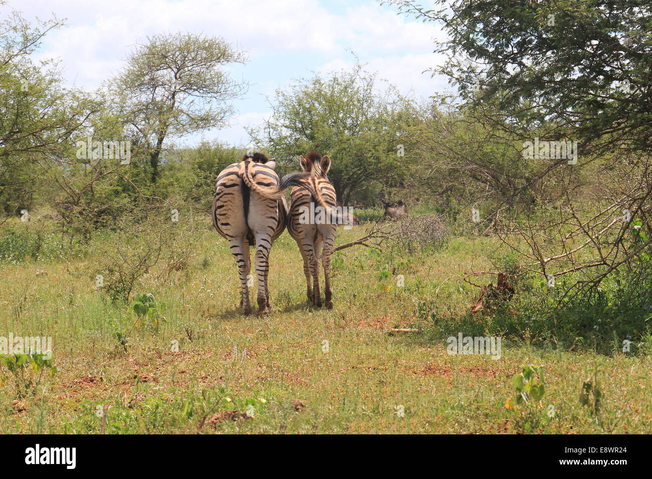 Rear view zebra hi-res stock photography and images - Alamy
