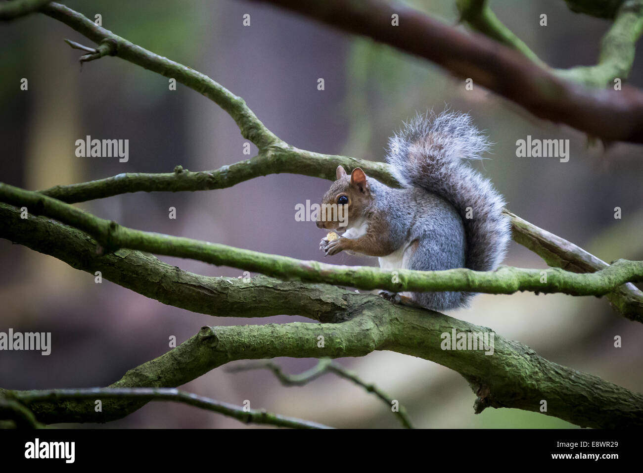 Nibbling at branch hi-res stock photography and images - Alamy