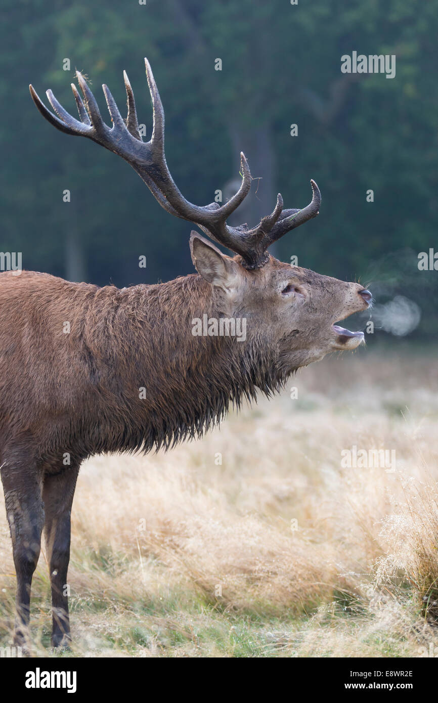 Red deer stag roar breath hi-res stock photography and images - Alamy
