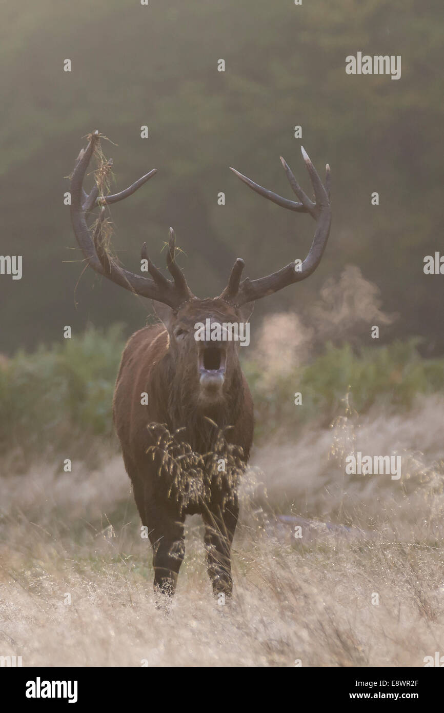 Stag barking during rutting season Stock Photo - Alamy