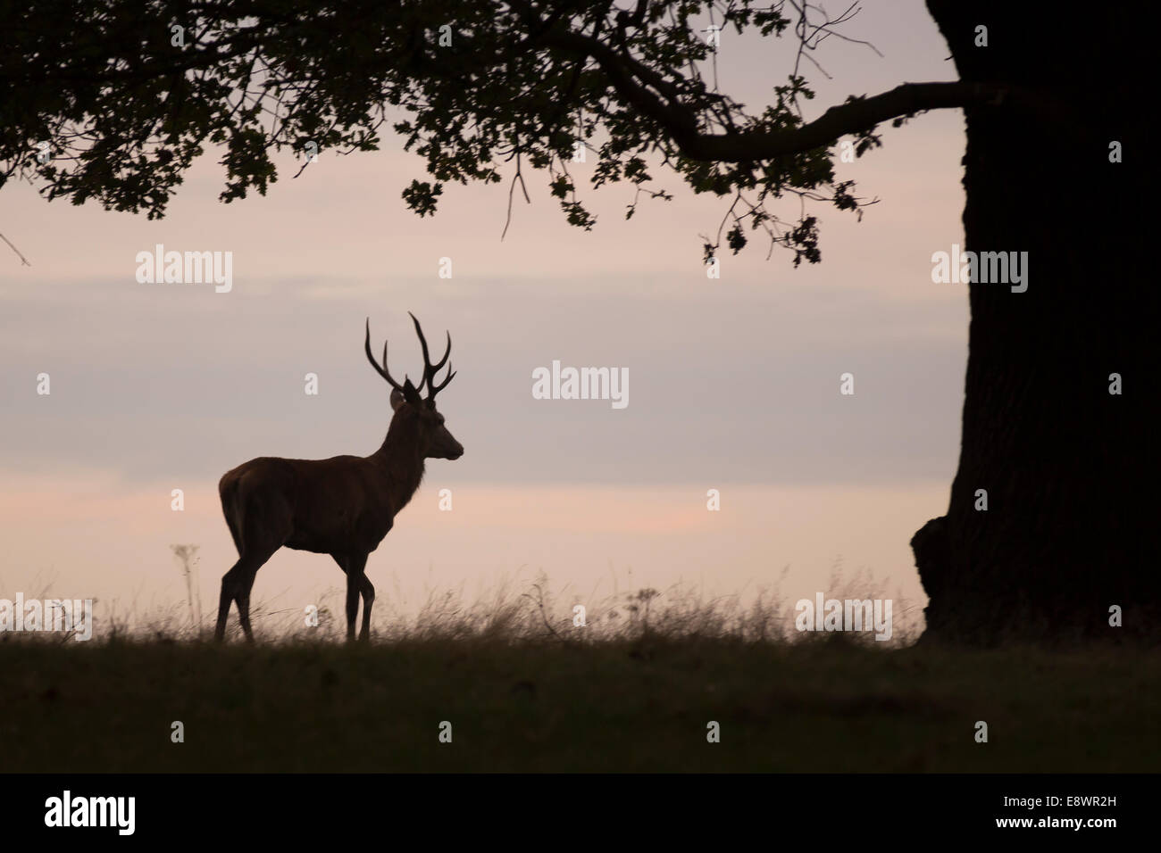 Solitary stag hi-res stock photography and images - Alamy