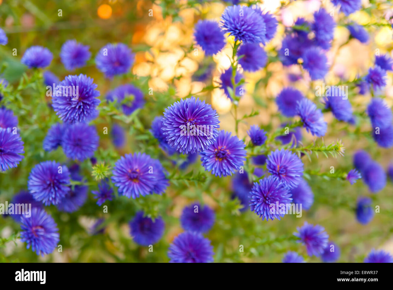 Colorful background bright blue flowers in the garden Stock Photo - Alamy