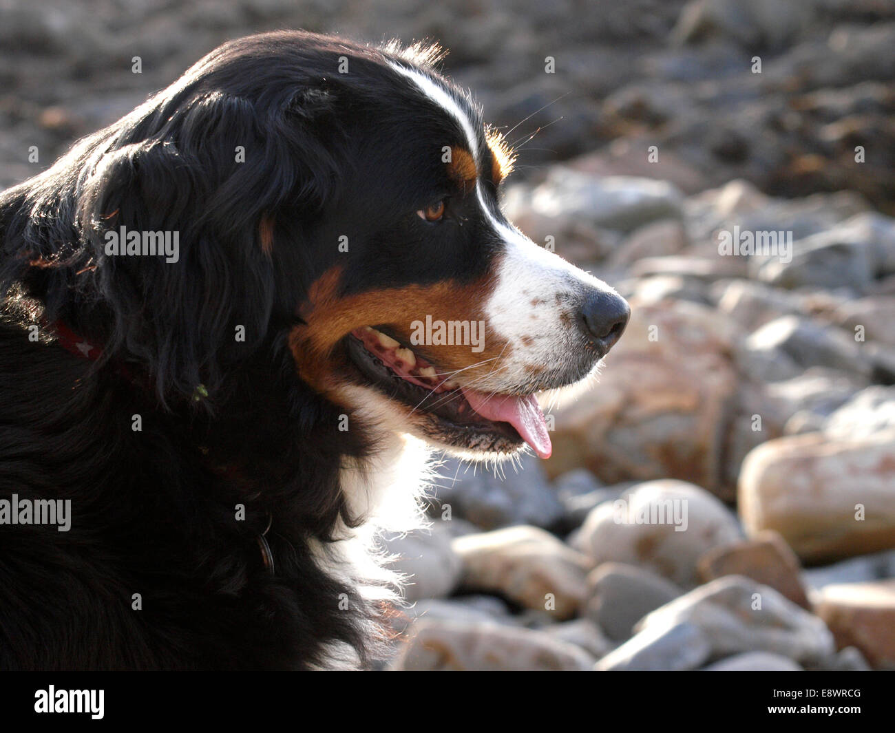 Bernese Mountain Dog, UK Stock Photo - Alamy