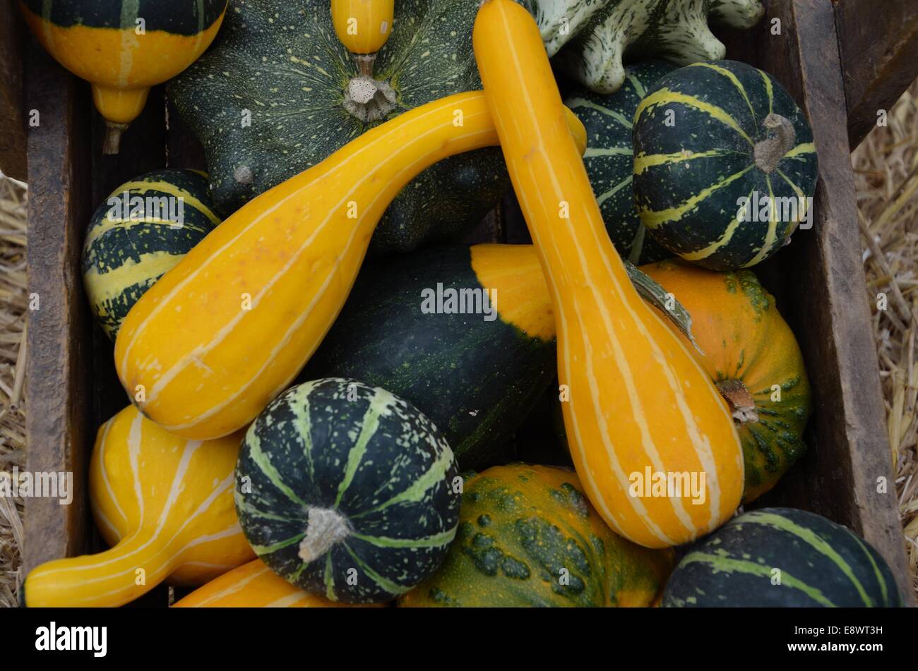 Assorted gourds on display at Autumn show Stock Photo - Alamy