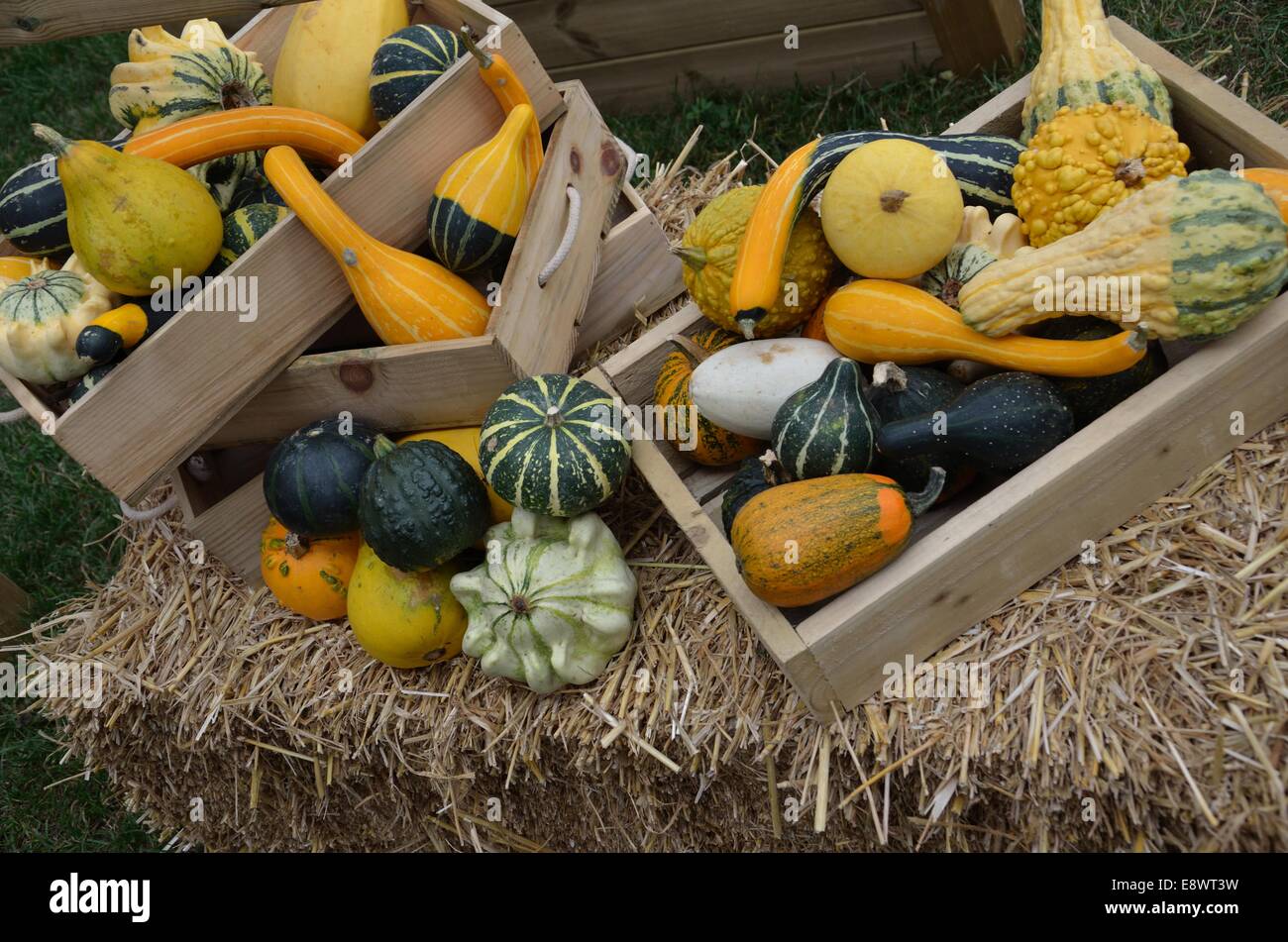 Assorted gourds on display at Autumn show Stock Photo - Alamy