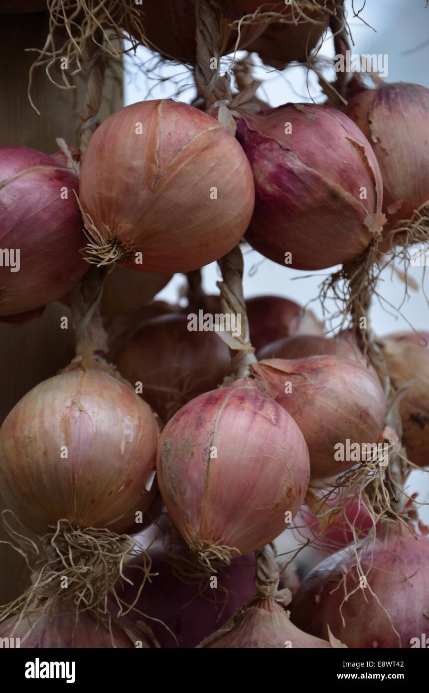 Vegetable show onion hi-res stock photography and images - Alamy