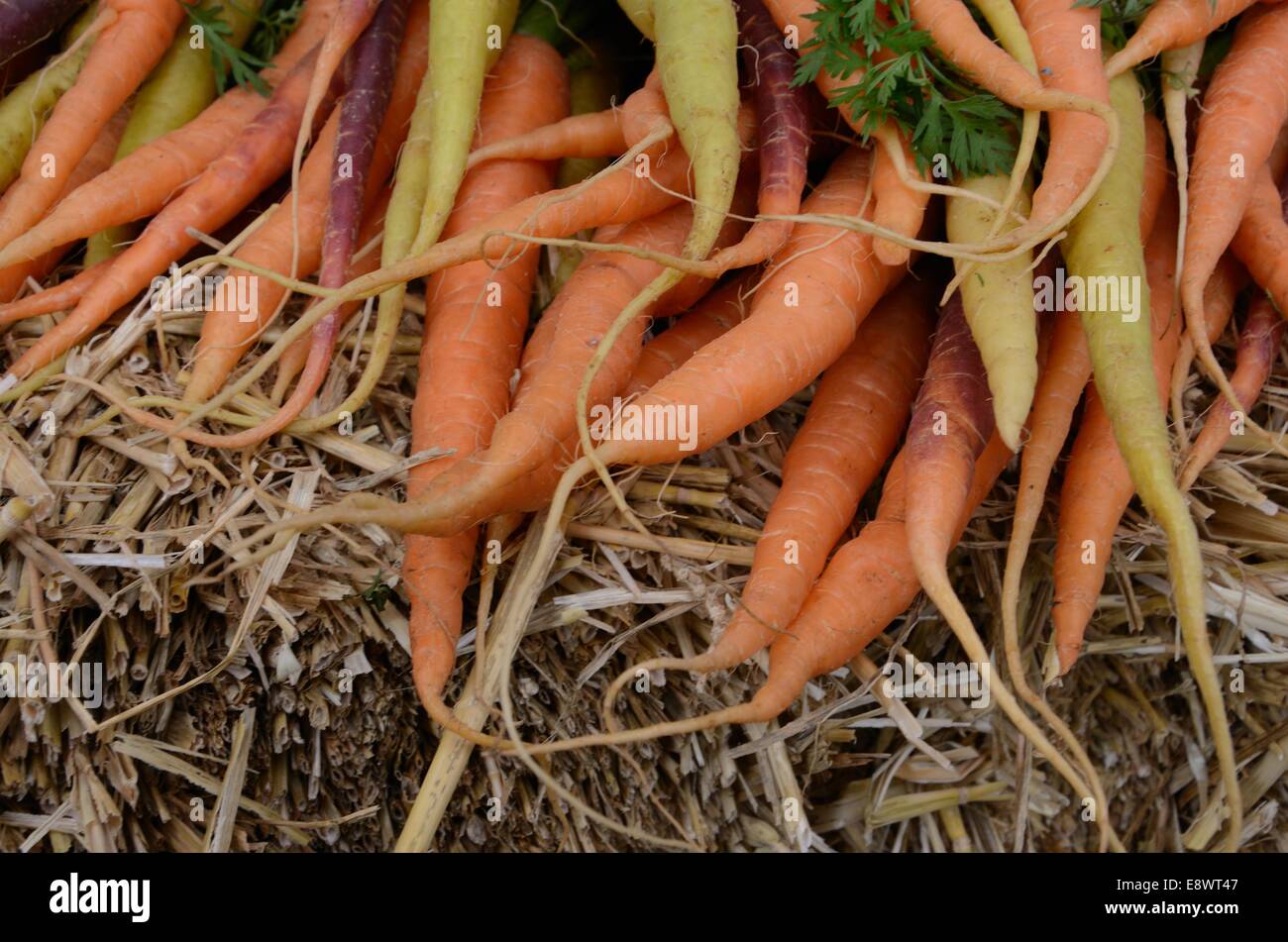 Show carrots hi-res stock photography and images - Alamy