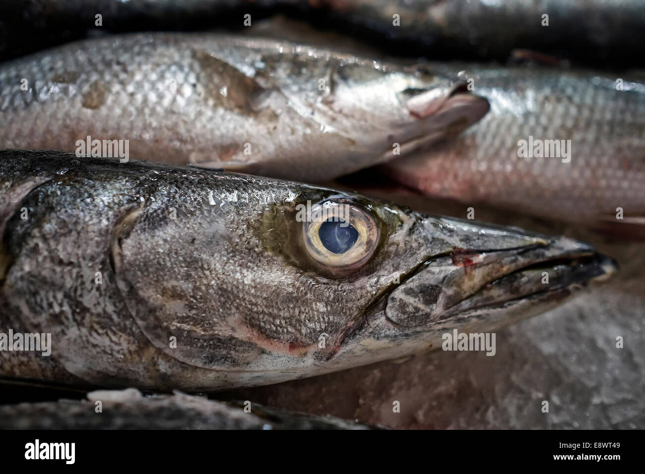 Daily catch of fresh fish on sale at a Thailand market stall Stock ...