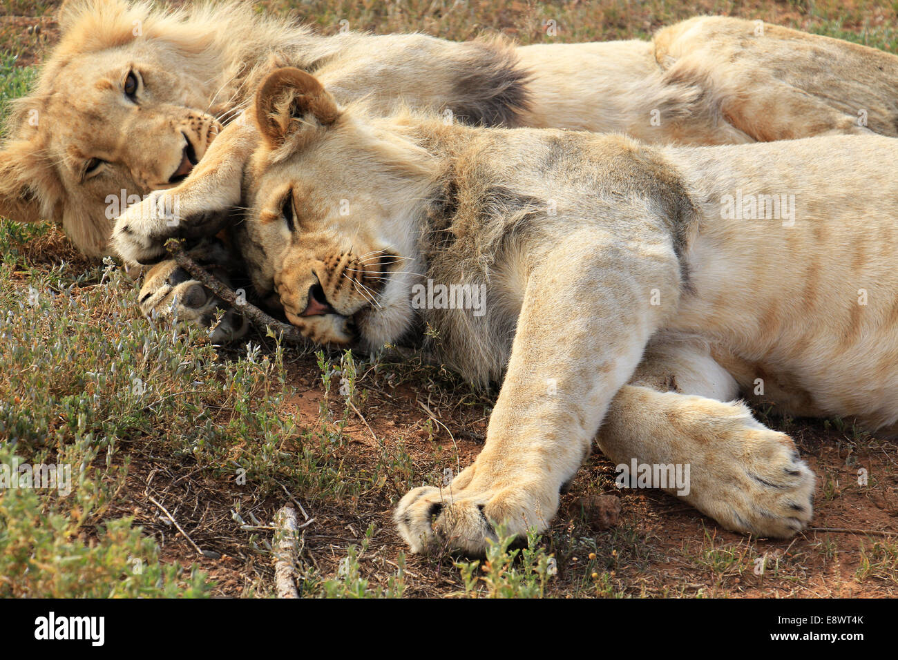 Two playful young lion (Panthera lio) brothers cuddling, hugging on the ...
