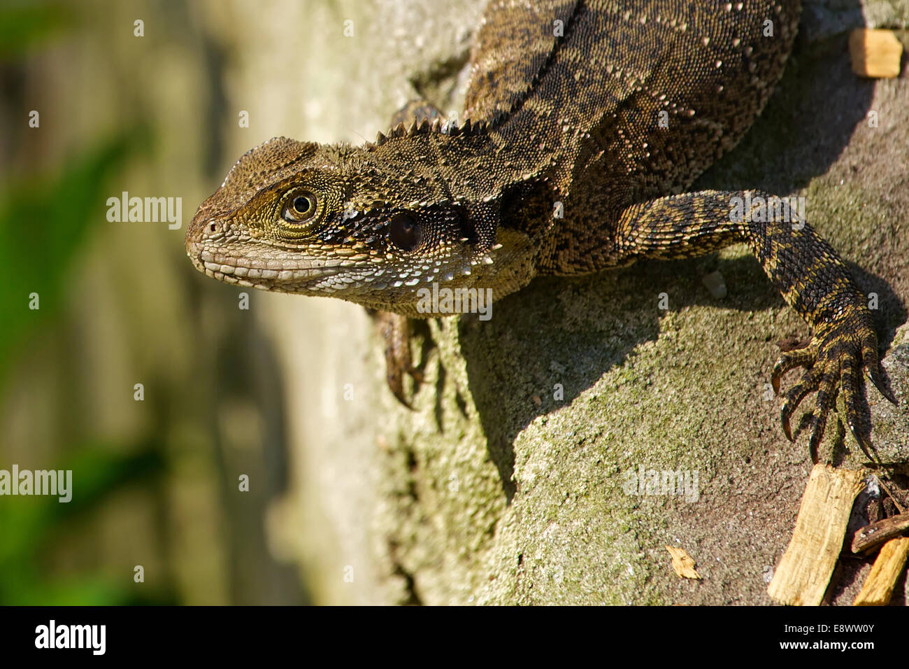 Reptilian scales hi-res stock photography and images - Alamy