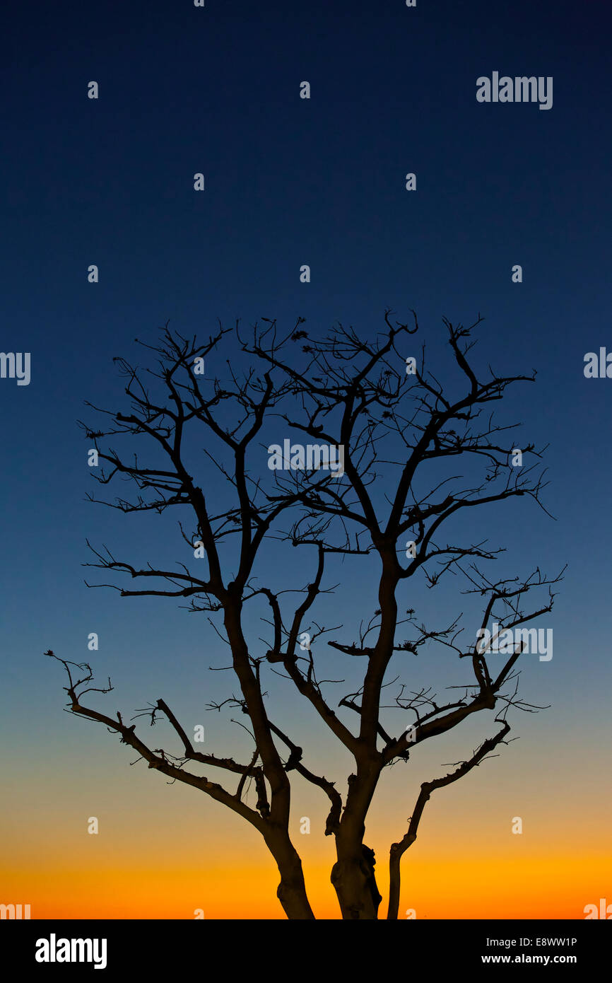 Bare Tree and the Sunset Stock Photo - Alamy