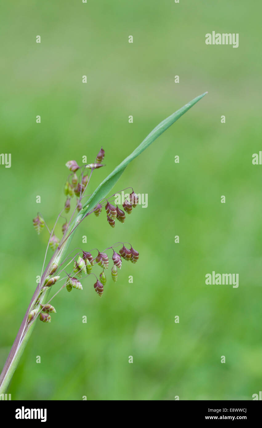 Monocot stem hi-res stock photography and images - Alamy
