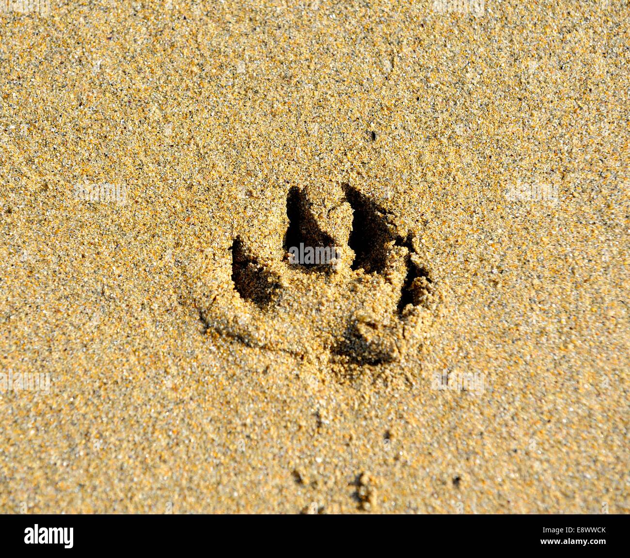Dog footprint hi-res stock photography and images - Alamy