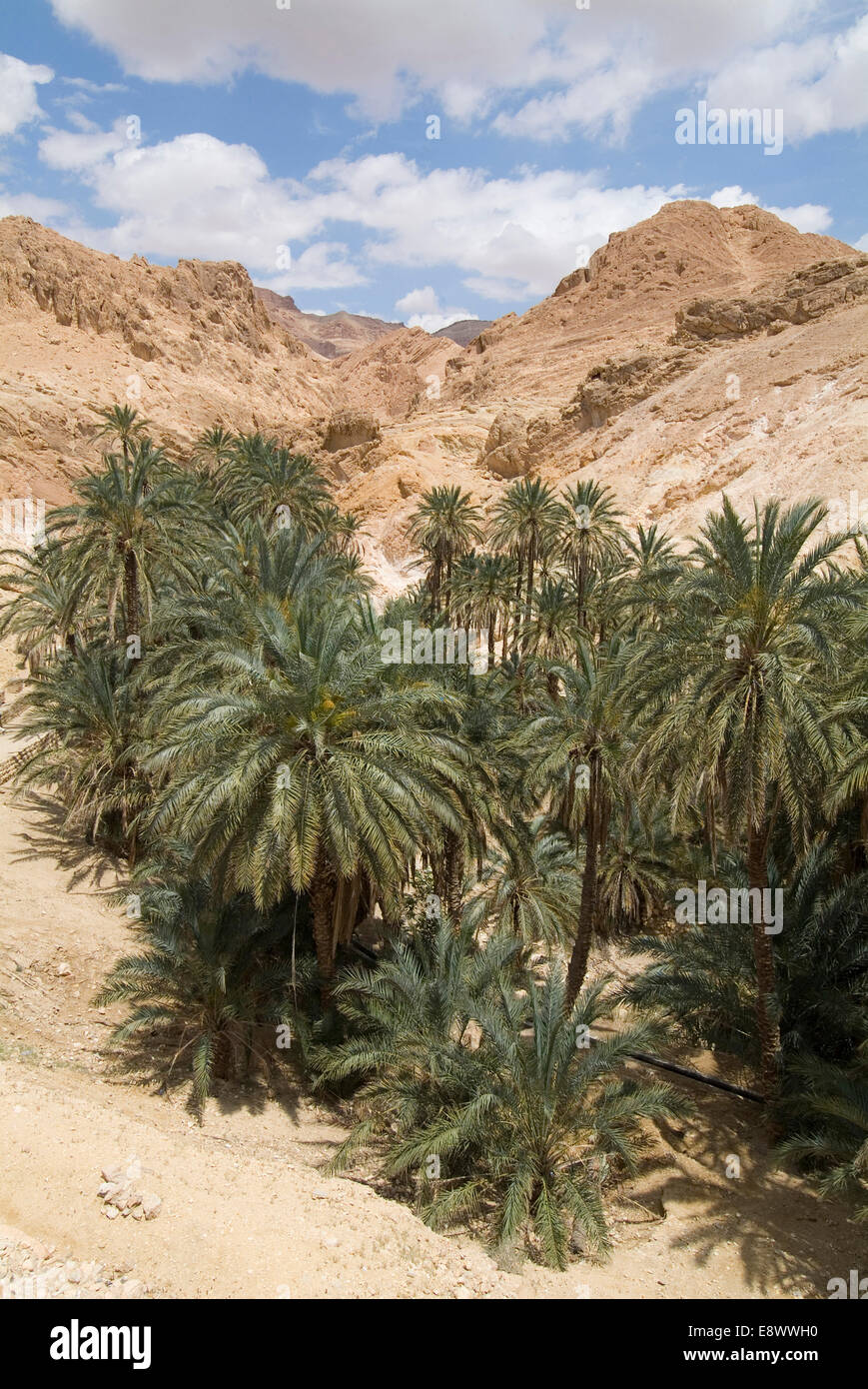 Elevated view desert oasis hi-res stock photography and images - Alamy