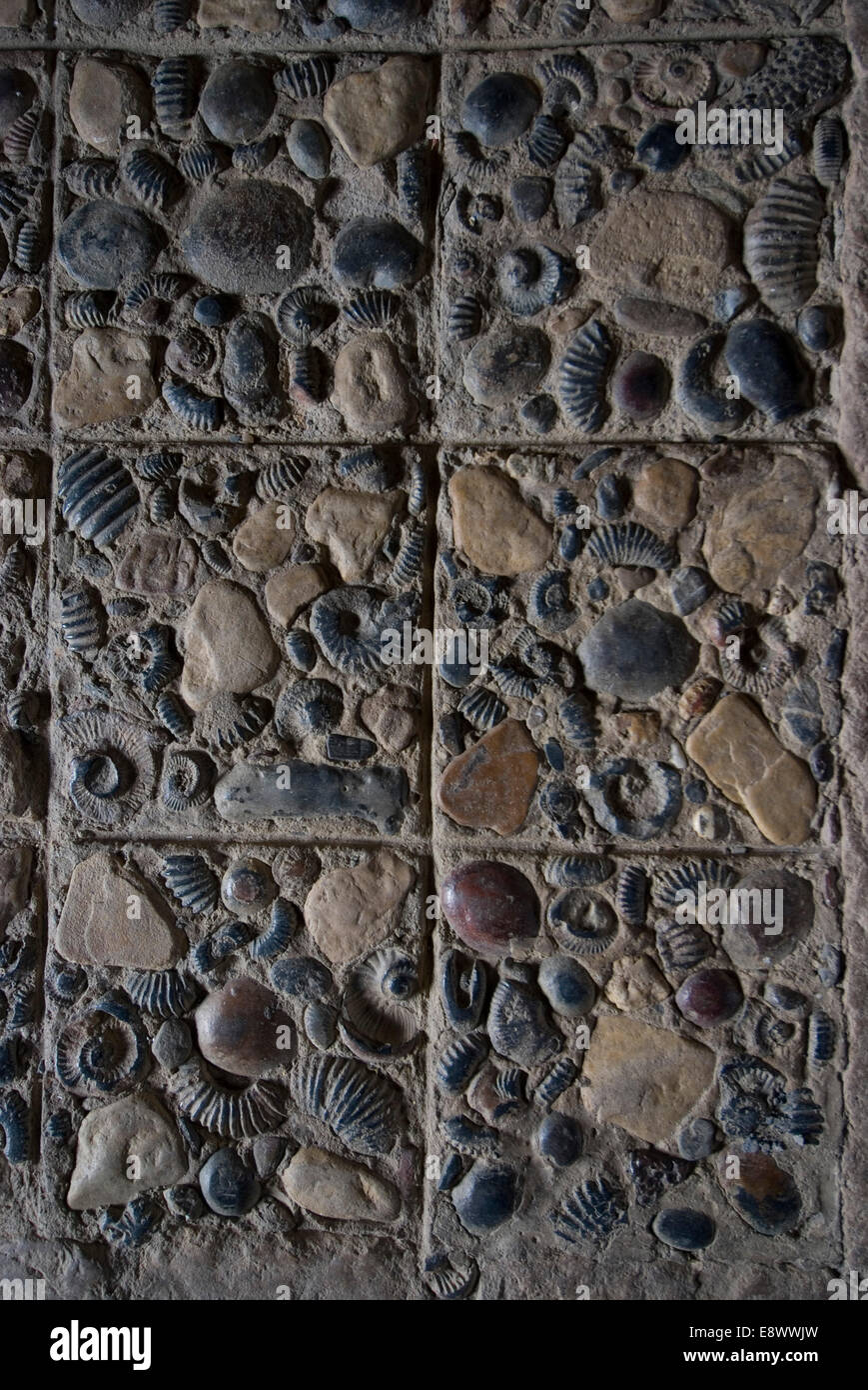 South american fossils hi-res stock photography and images - Alamy