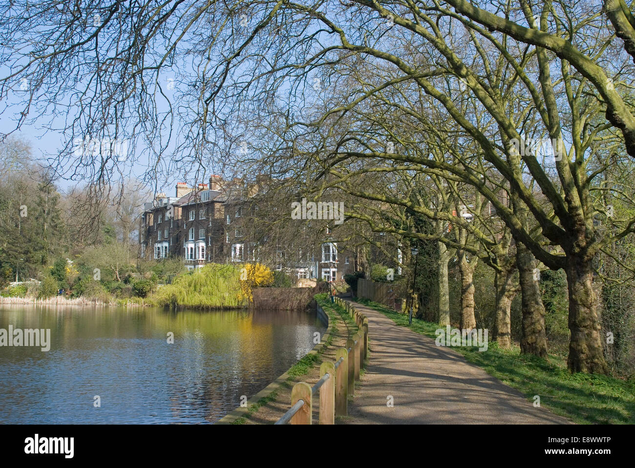 Trees alongside Pond, Hampstead Heath, Hampstead, London NW3, England ...