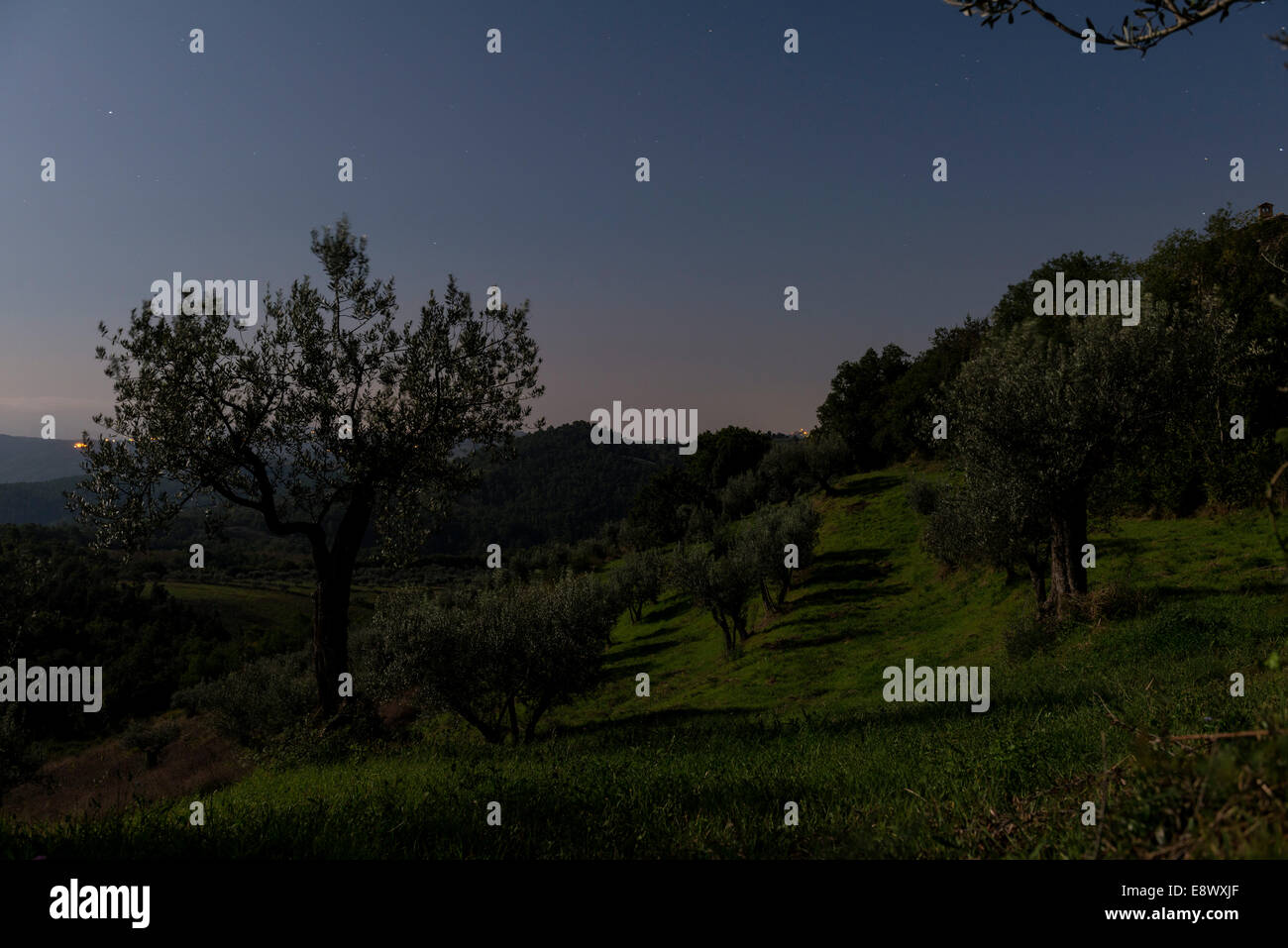 Olive tree plantation green hills hi-res stock photography and images ...