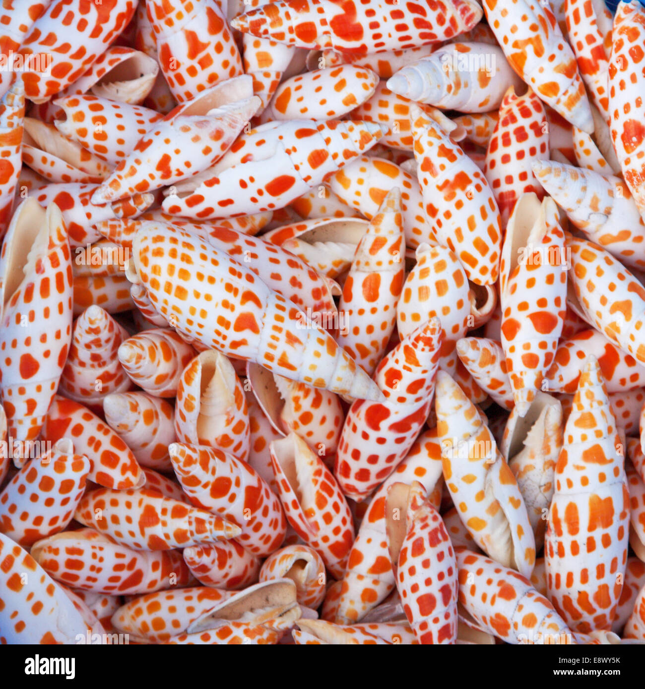 Red shells form a Devon shore Stock Photo - Alamy