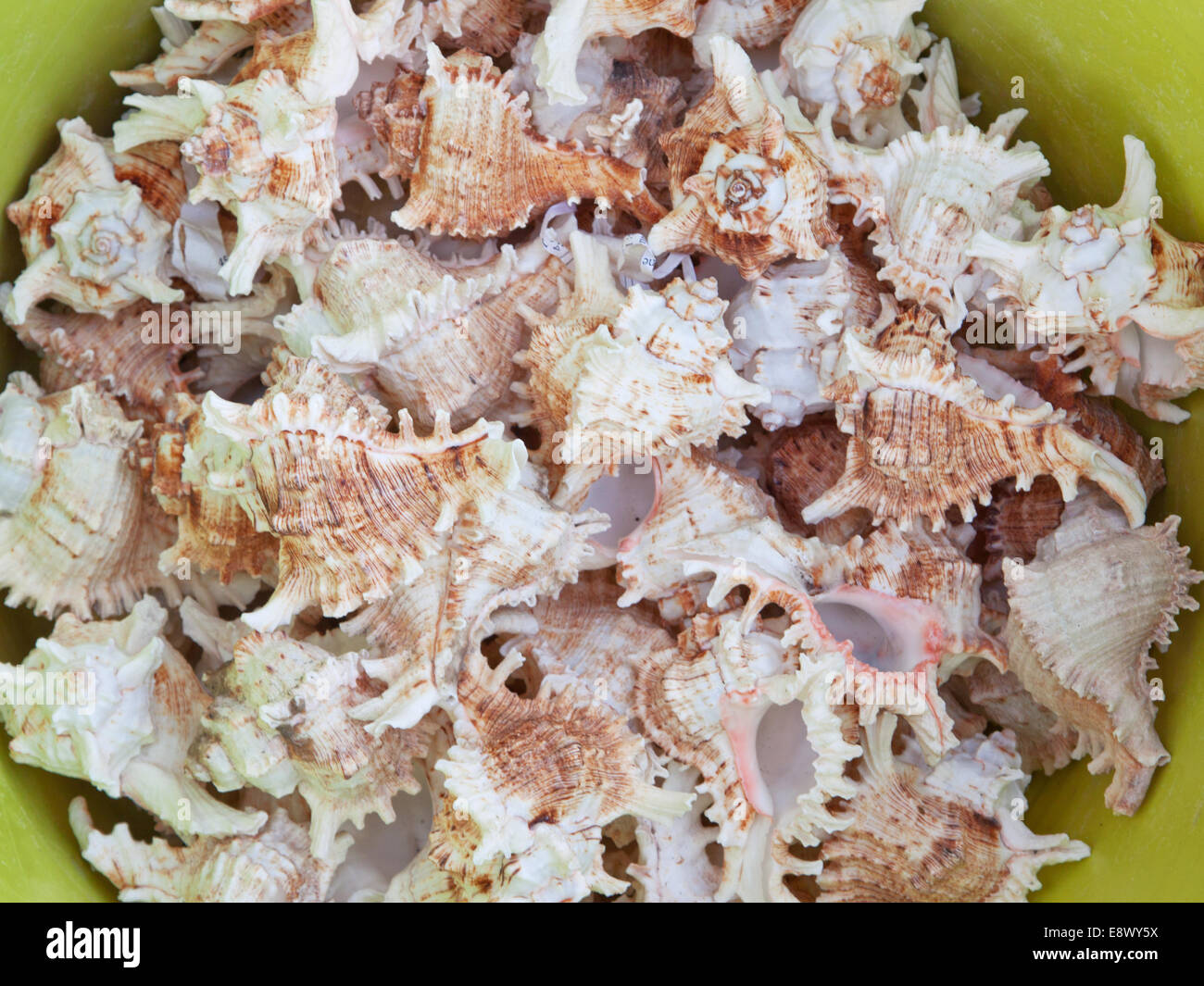 Group of shells from a beach on the Devon coast Stock Photo - Alamy