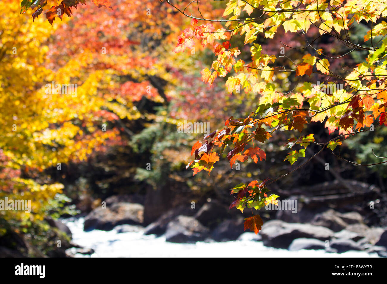 Life seasons change changing hi-res stock photography and images - Alamy