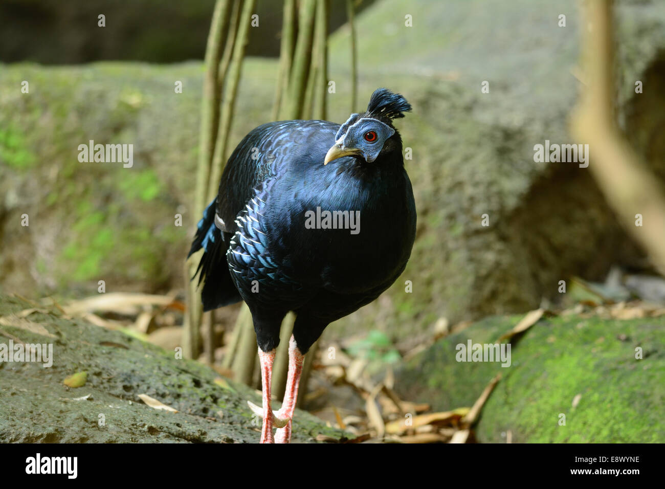 beautiful male Crested Pheasant (Lophura ignita) inThai forest Stock ...