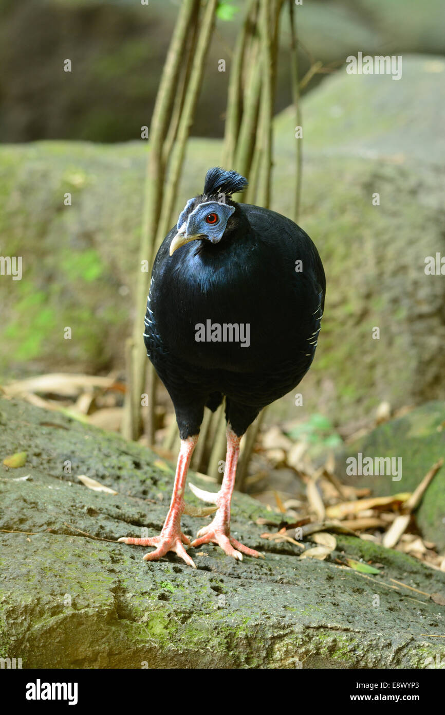 beautiful male Crested Pheasant (Lophura ignita) inThai forest Stock ...