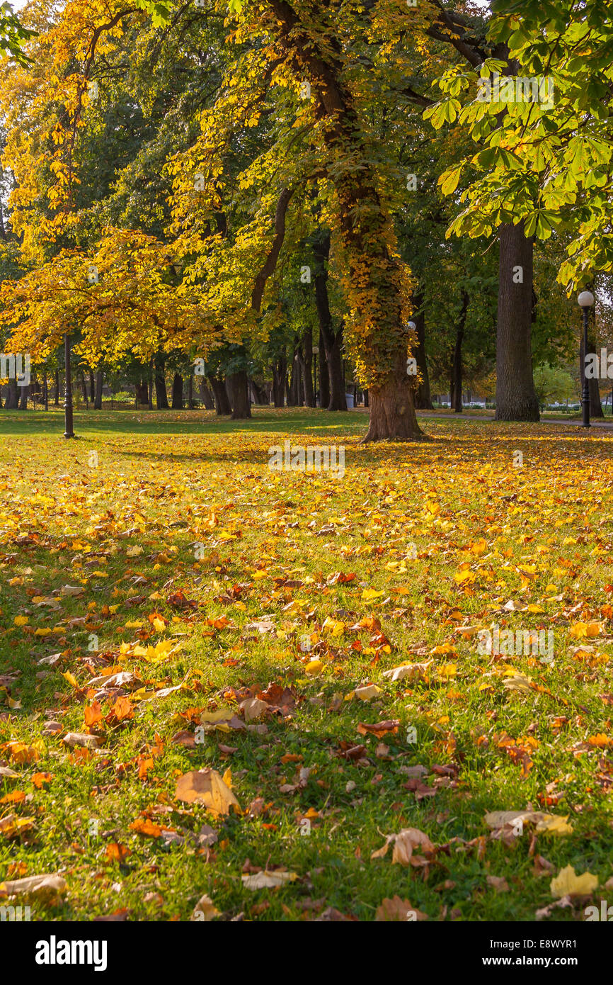 Gold Trees in a Autumn park Stock Photo - Alamy