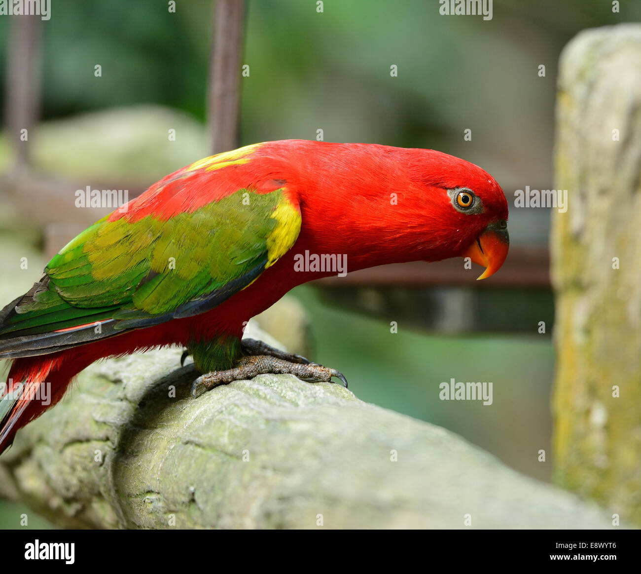 beautiful Chattering Lory (Lorius garrulus) at tree top Stock Photo - Alamy