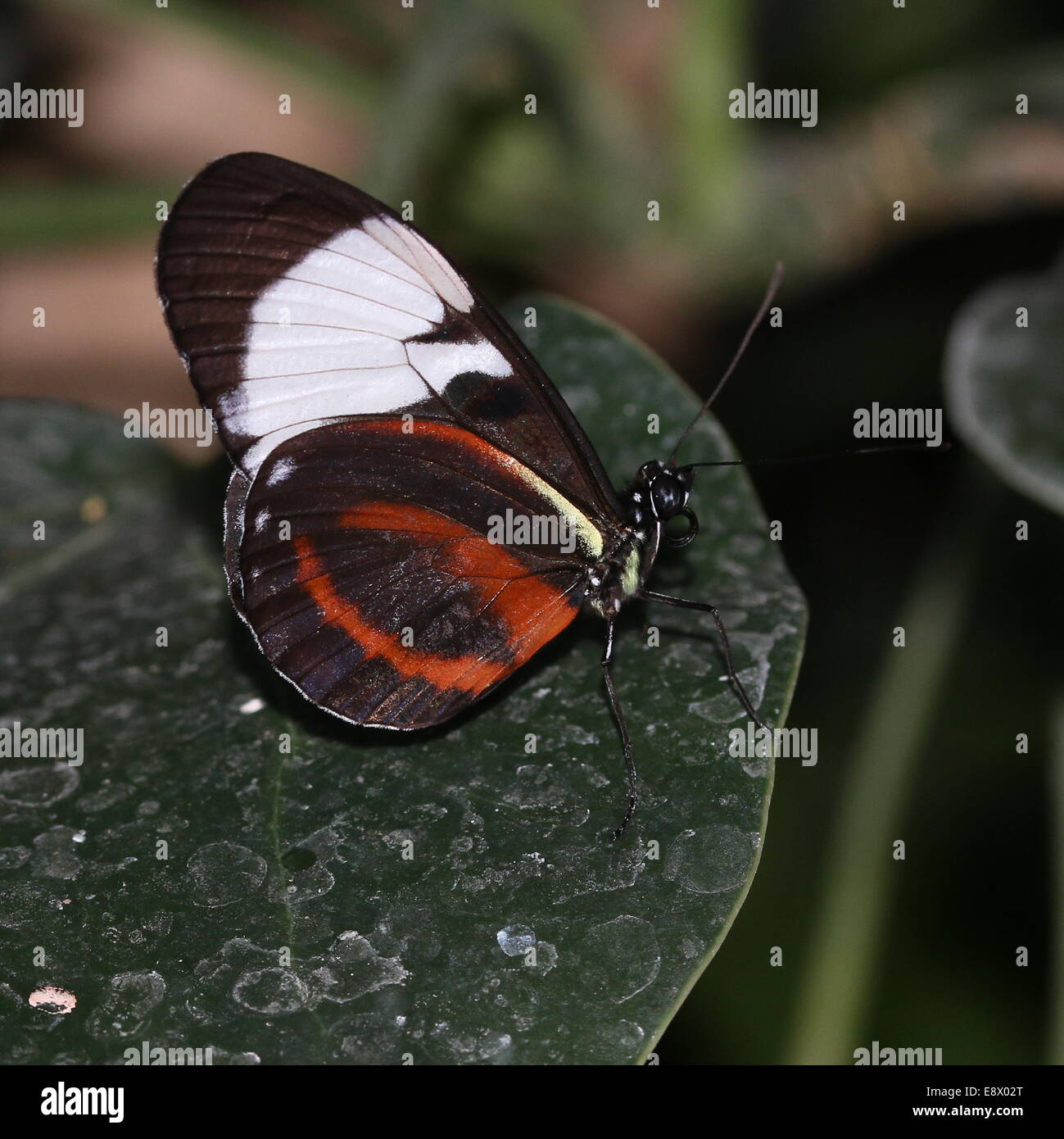 Blue heliconius butterfly hi-res stock photography and images - Alamy