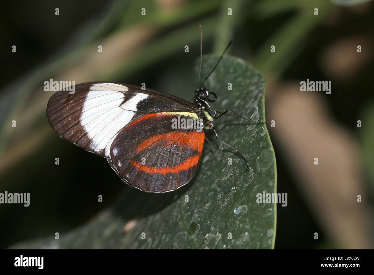 Cydno Longwing butterfly (Heliconius Cydno) a.k.a. Grinning Heliconian or Blue and White ...