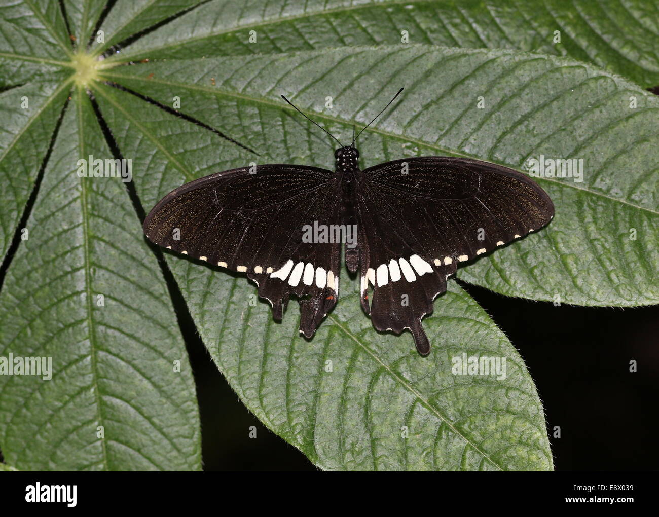 Male common Mormon (Papilio polytes Stock Photo - Alamy