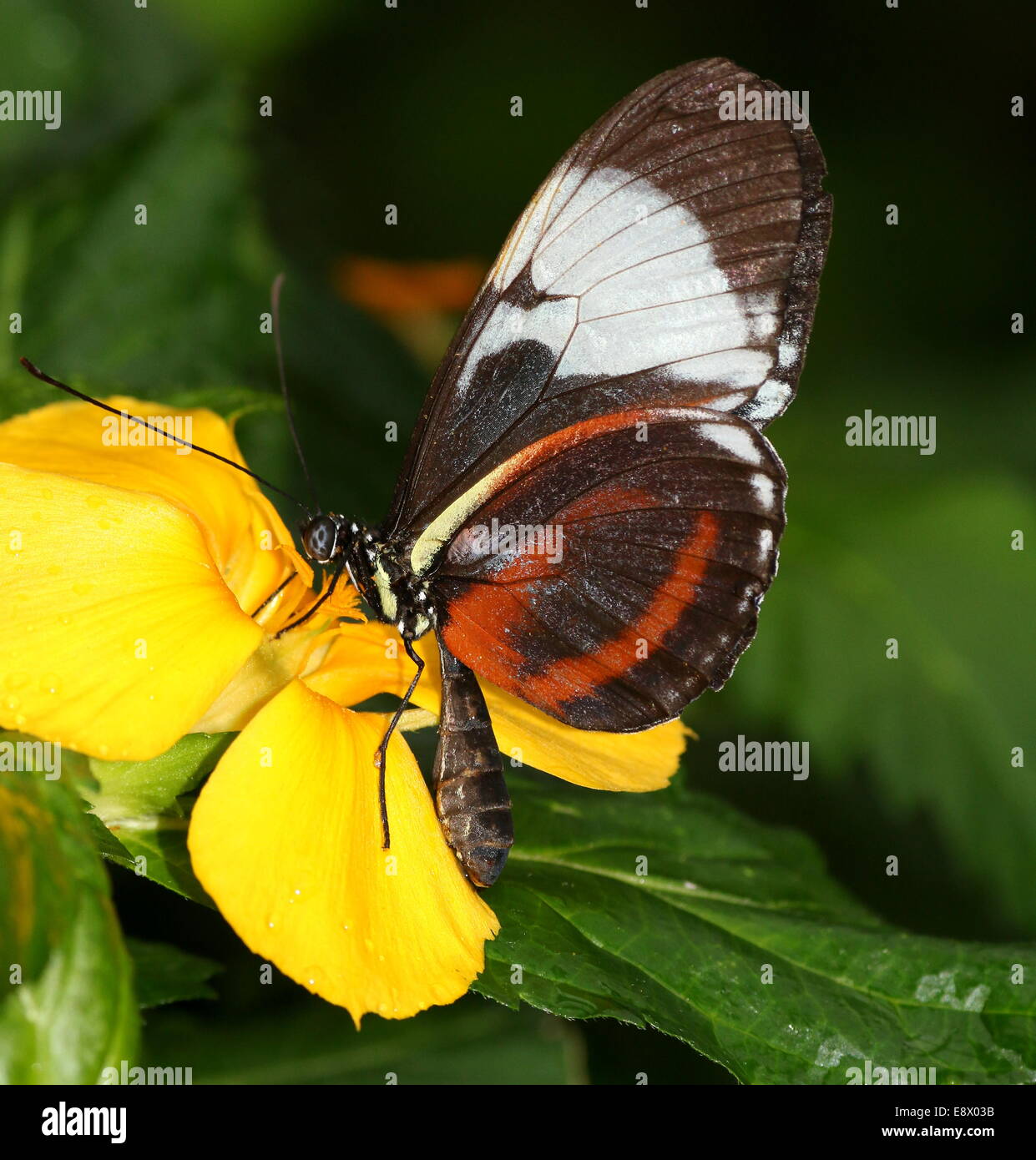 Cydno Longwing butterfly (Heliconius Cydno) a.k.a. Grinning Heliconian or Blue and White ...