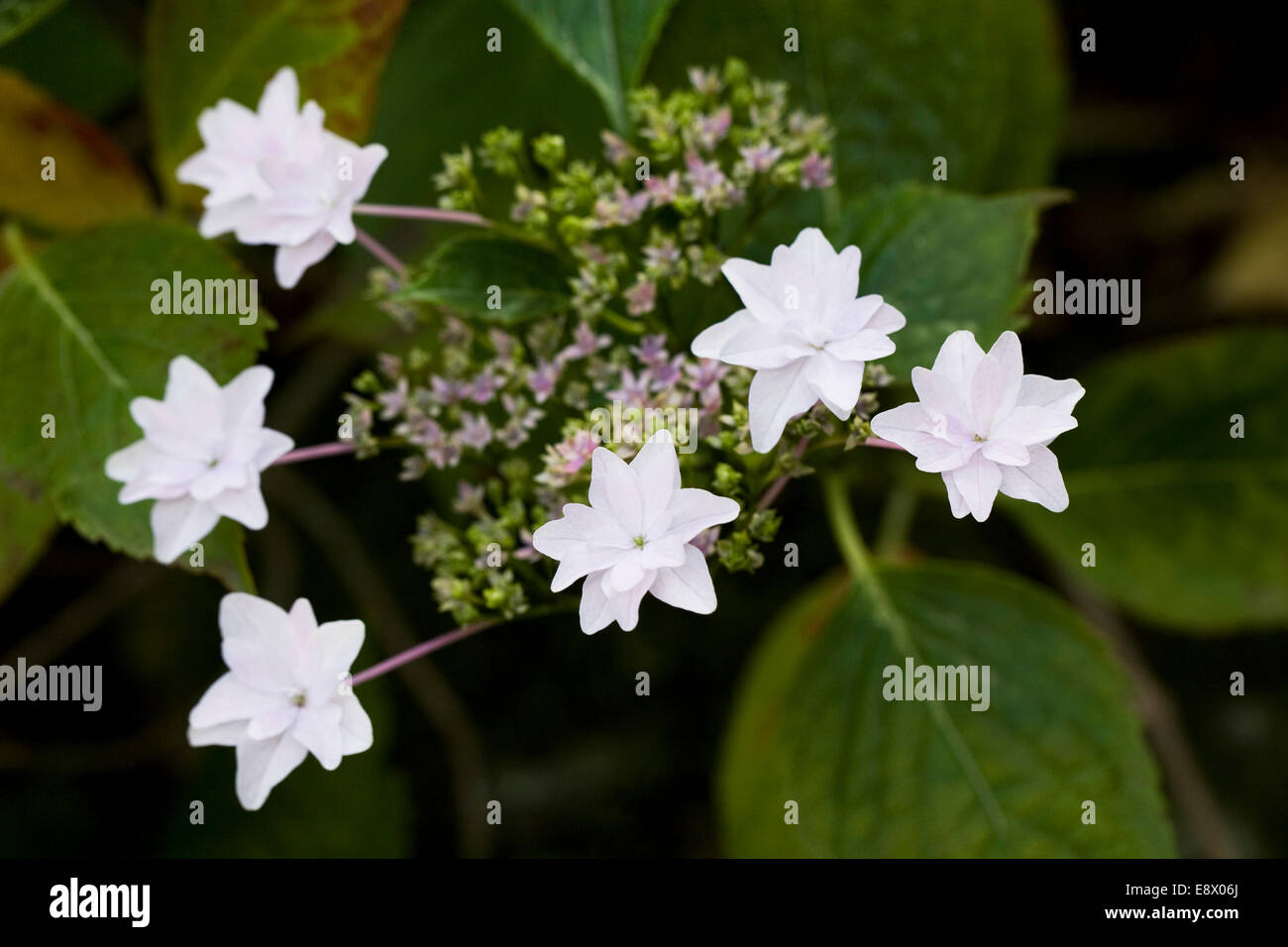 Close Up Hydrangea Macrophylla Serrata High Resolution Stock ...