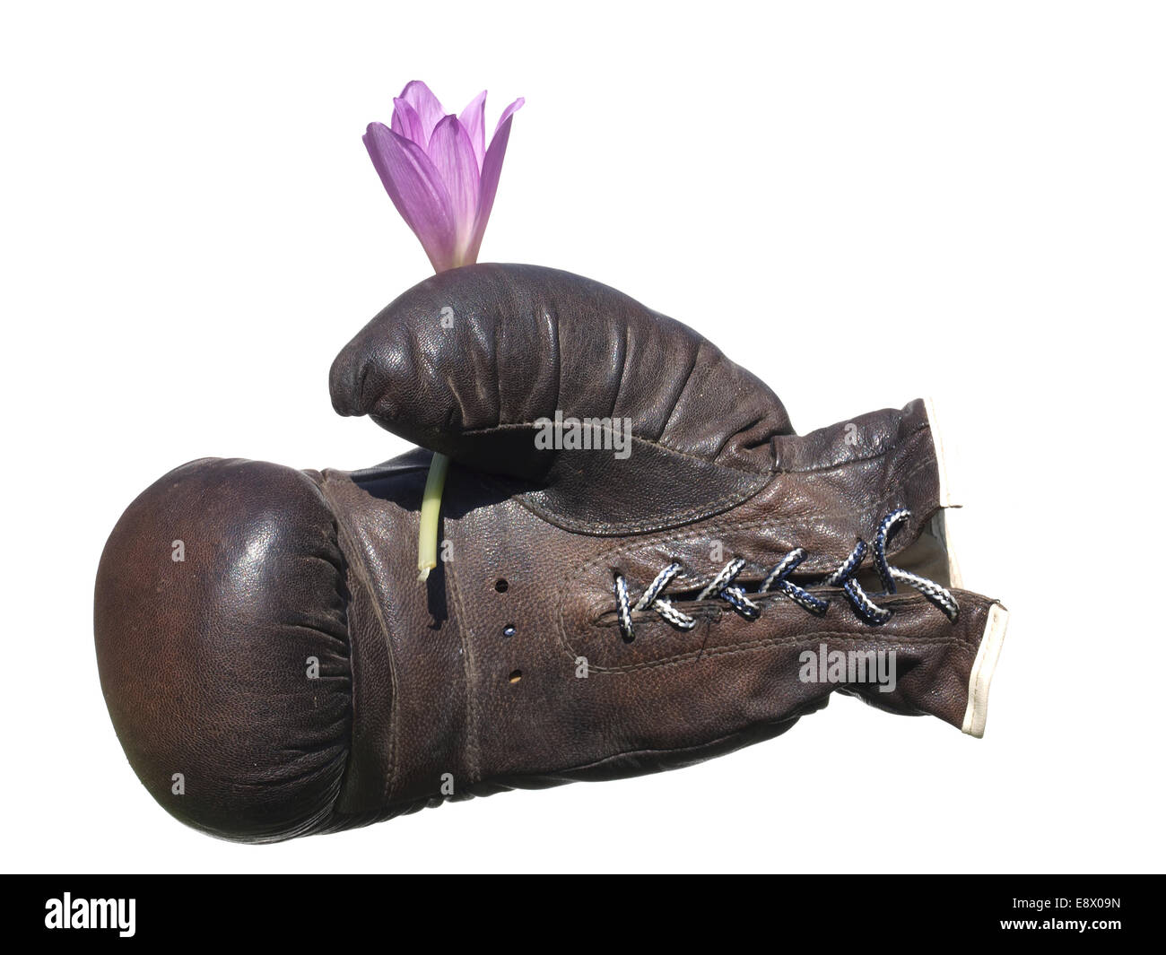 Boxing glove with flower isolated on white background Stock Photo - Alamy