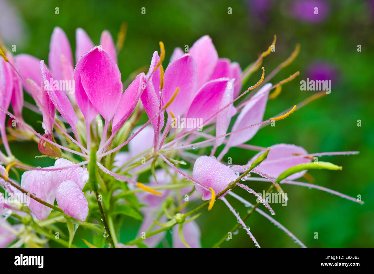 Close up pink Cleome or Spider flower filled with dew drops in garden ...