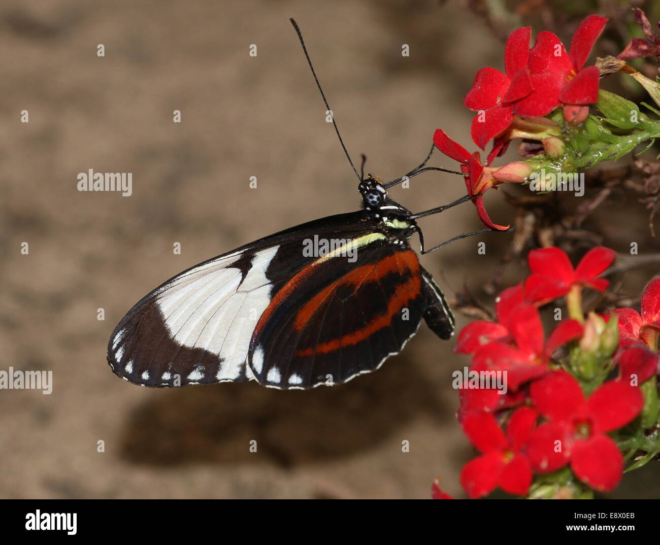 Cydno Longwing butterfly (Heliconius Cydno) a.k.a. Grinning Heliconian or Blue and White ...