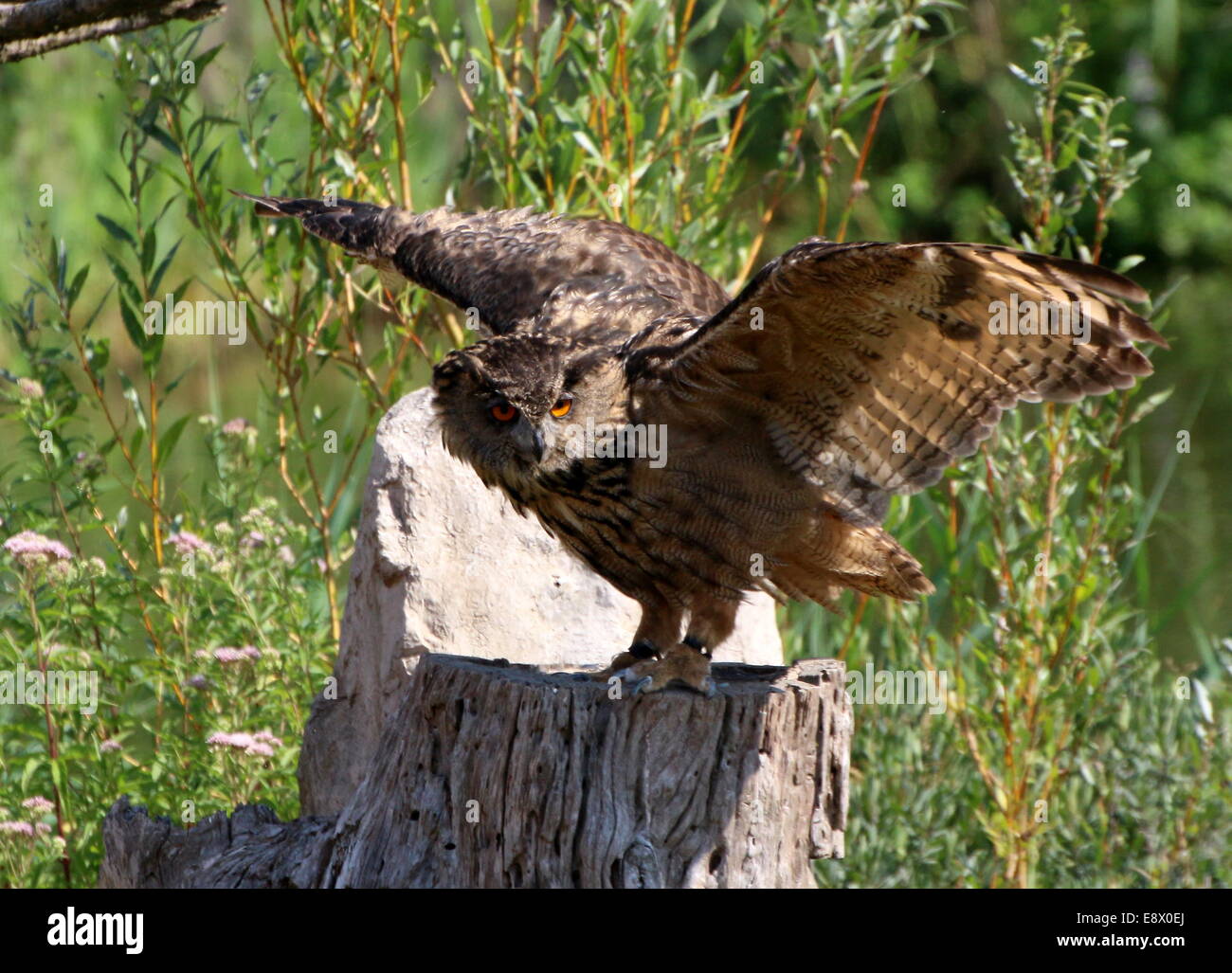 Eurasian eagle-owl (Bubo bubo) landing on a perch, wings spread wide ...