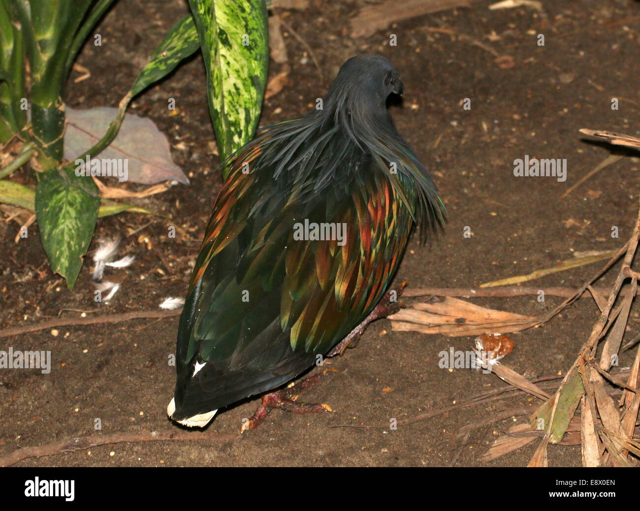 Nicobar pigeon (Caloenas nicobarica Stock Photo - Alamy