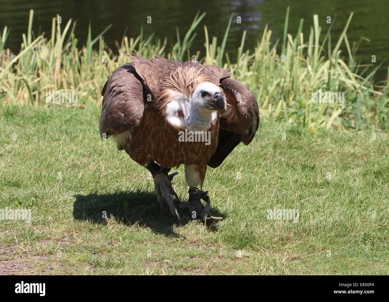 Old world Griffon vulture (Gyps fulvus) in close-up Stock Photo - Alamy