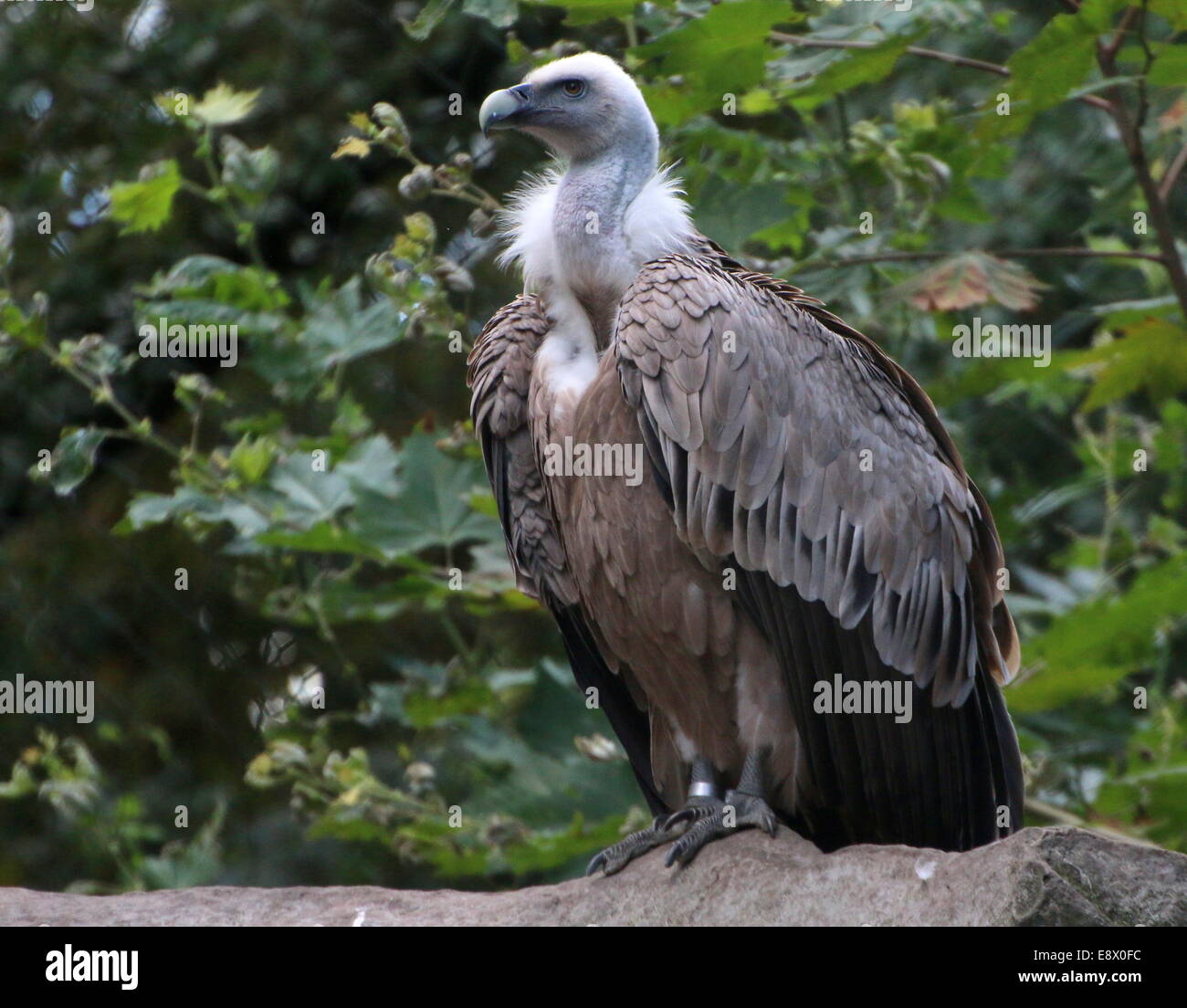 Old world Griffon vulture (Gyps fulvus) in close-up Stock Photo - Alamy