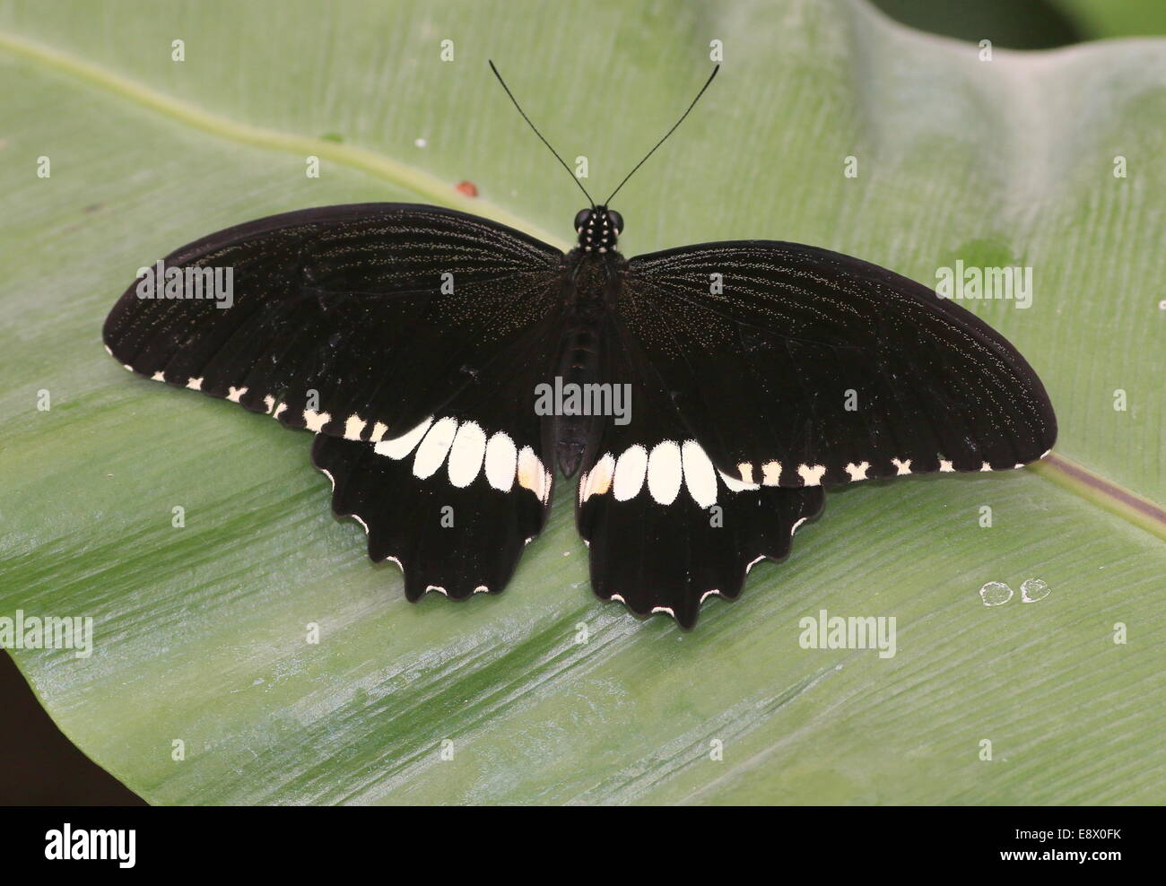 Male papilio hi-res stock photography and images - Alamy