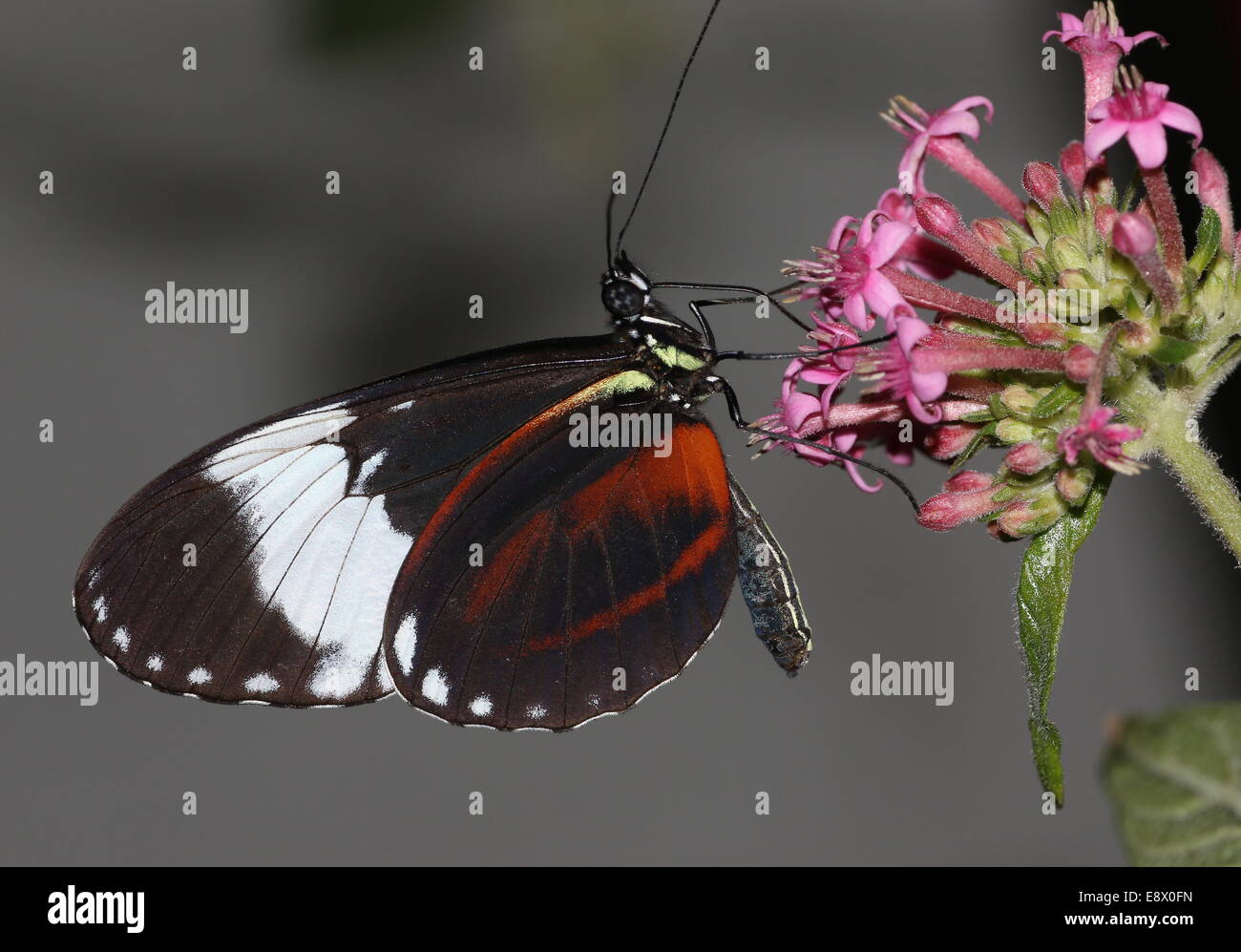 Cydno Longwing butterfly (Heliconius Cydno) a.k.a. Grinning Heliconian or Blue and White ...