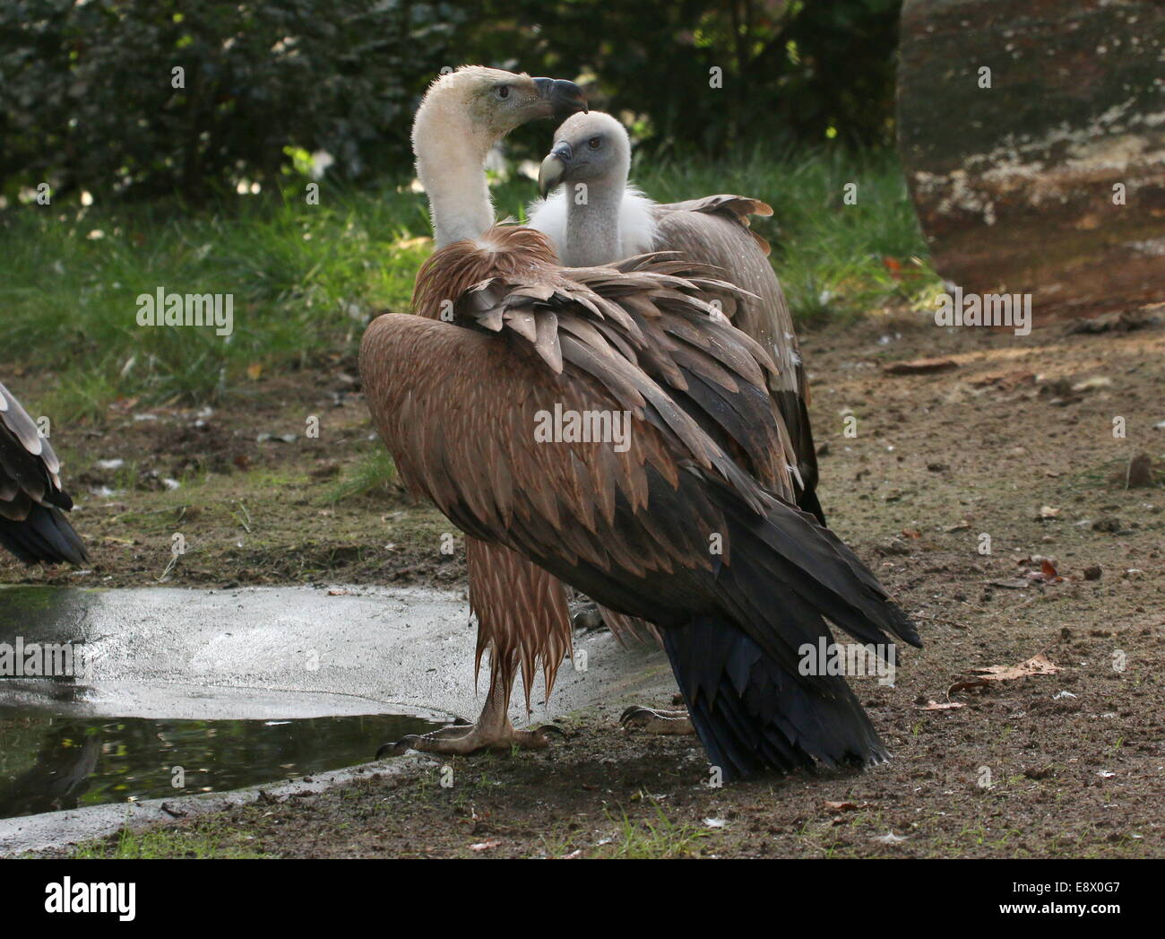 Two Old world Griffon vultures (Gyps fulvus Stock Photo - Alamy