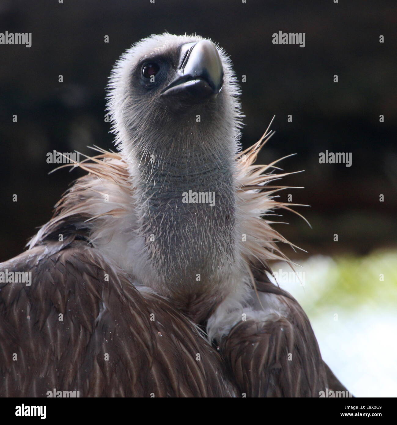 Griffons head hi-res stock photography and images - Alamy