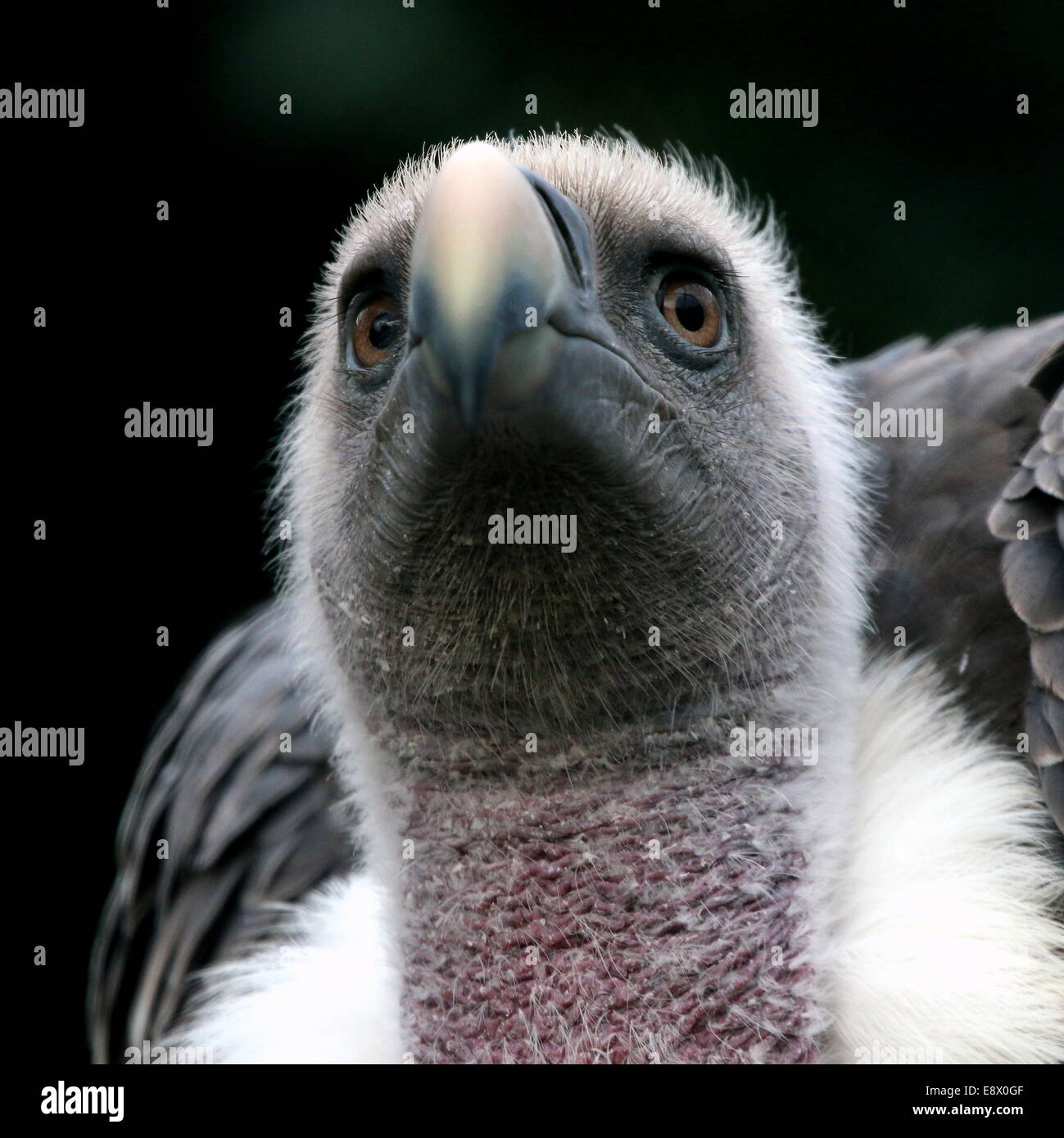 African Rüppell's Vulture (Gyps rueppellii) extreme close-up of head ...