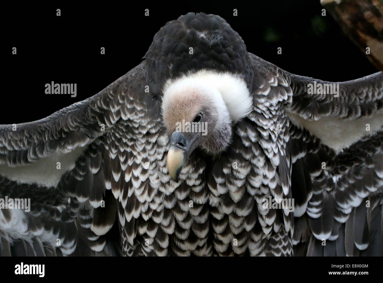 Ruppells vulture open wings hi-res stock photography and images - Alamy