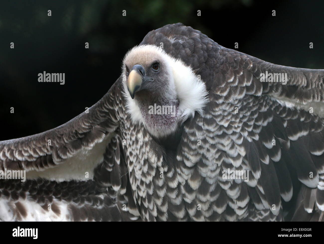 Rüppell's Vulture (Gyps rueppellii) in close-up with wings spread open ...